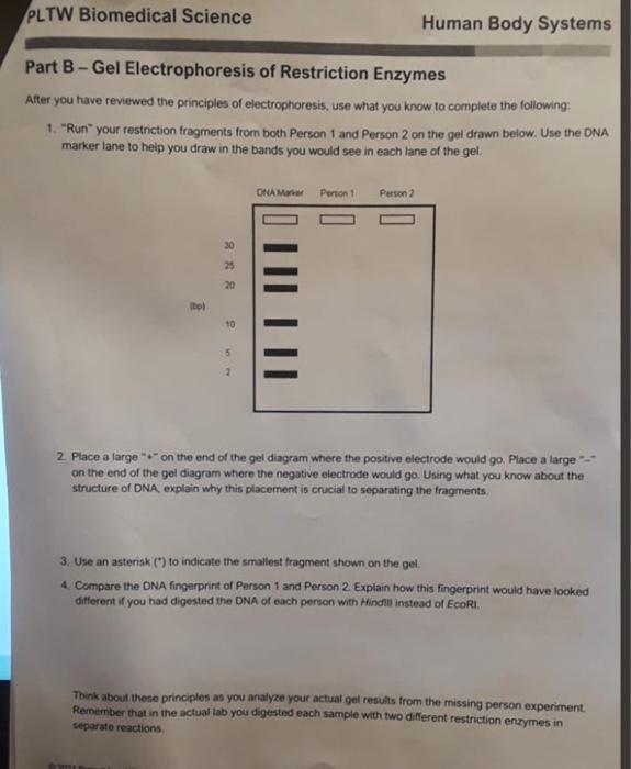Part B - Gel Electrophoresis of Restriction Enzymes | Chegg.com