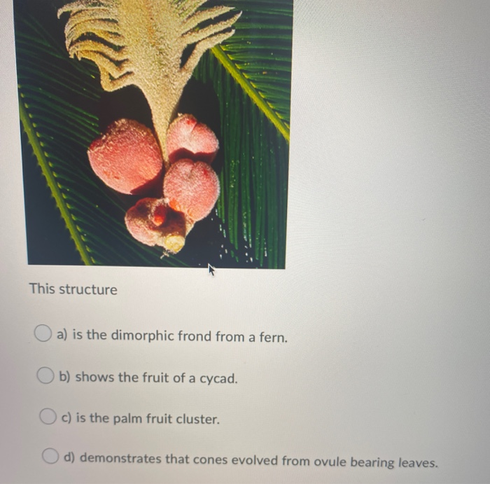 Solved This structure a) is the dimorphic frond from a fern. | Chegg.com