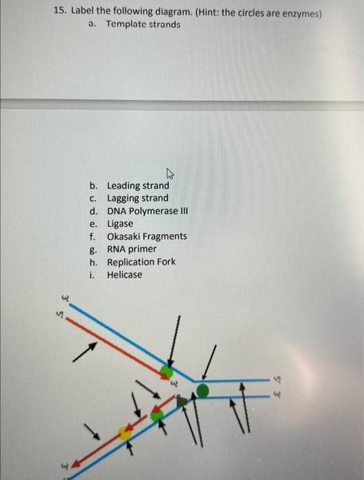 Solved 15. Label the following diagram. (Hint: the circles | Chegg.com