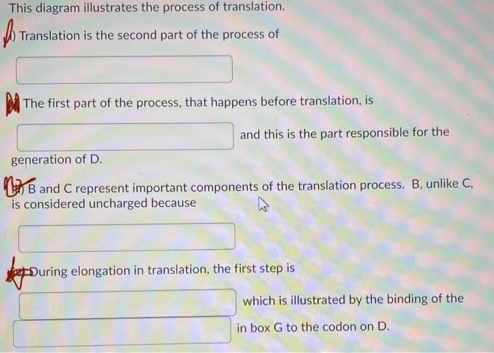 Solved This diagram illustrates the process of translation. | Chegg.com