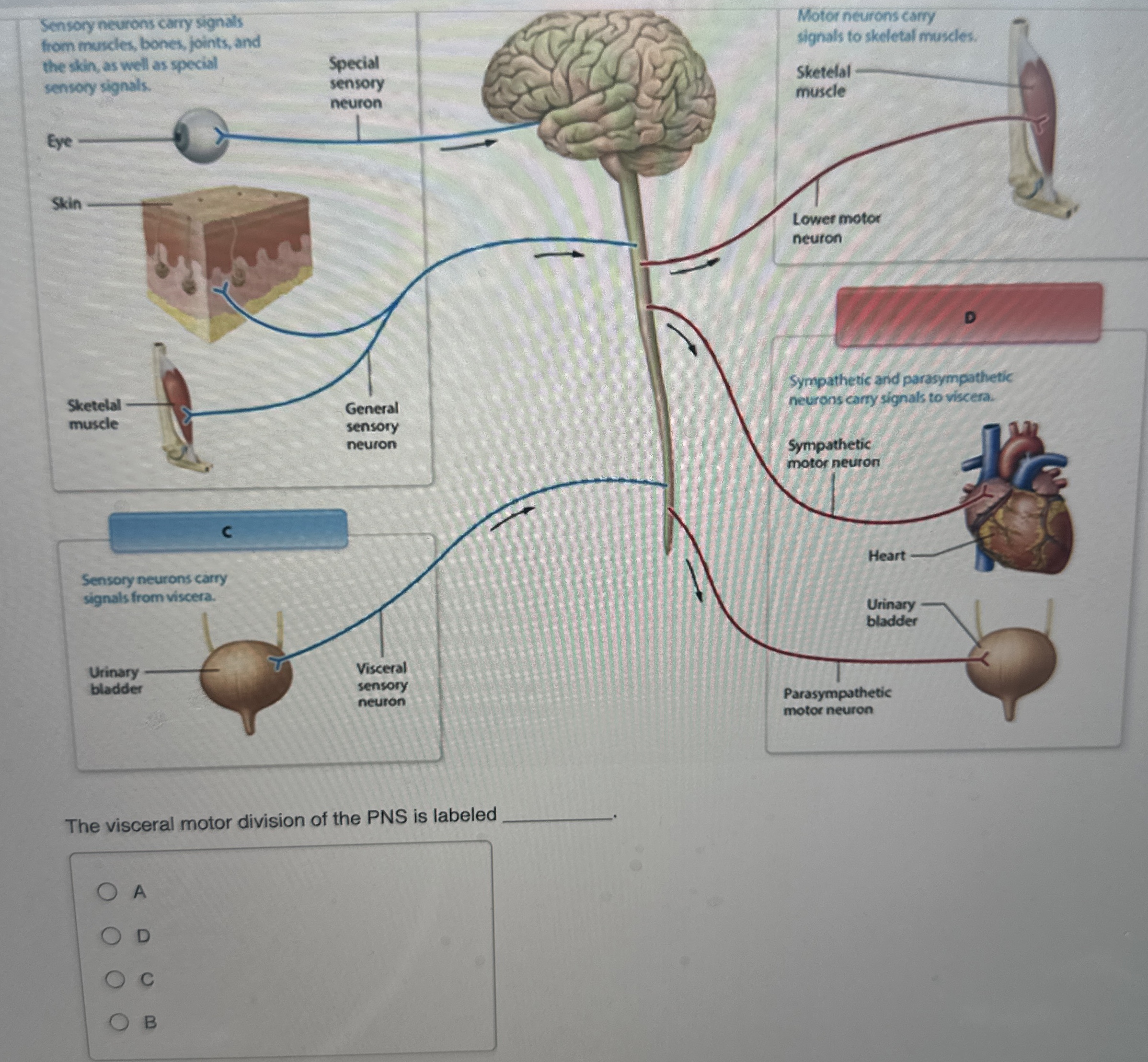Solved The visceral motor division of the PNS is labeled | Chegg.com