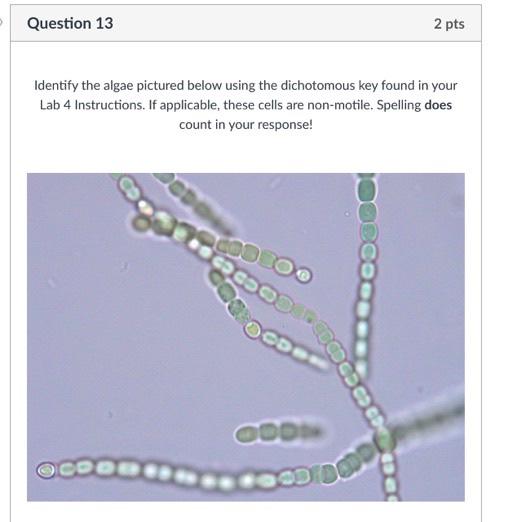 Identify the algae pictured below using the | Chegg.com