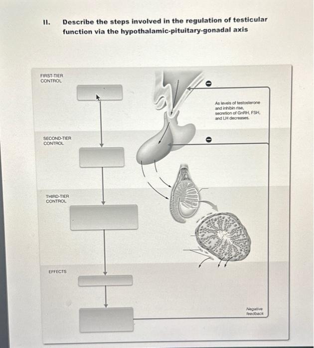 Solved II. Describe the steps involved in the regulation of | Chegg.com