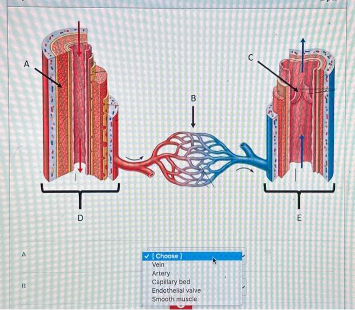 Solved A [Choose] Vein Artery B Capillary bed Endothelial | Chegg.com