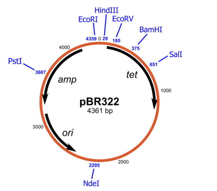 Solved The plasmid cloning vector pBR322 (pictured) ﻿is | Chegg.com
