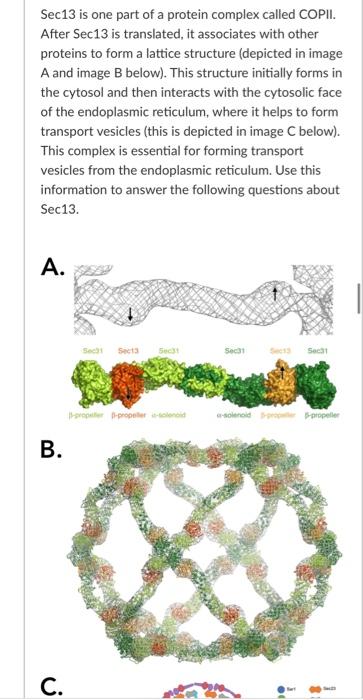 Solved Sec13 is one part of a protein complex called COPII. | Chegg.com