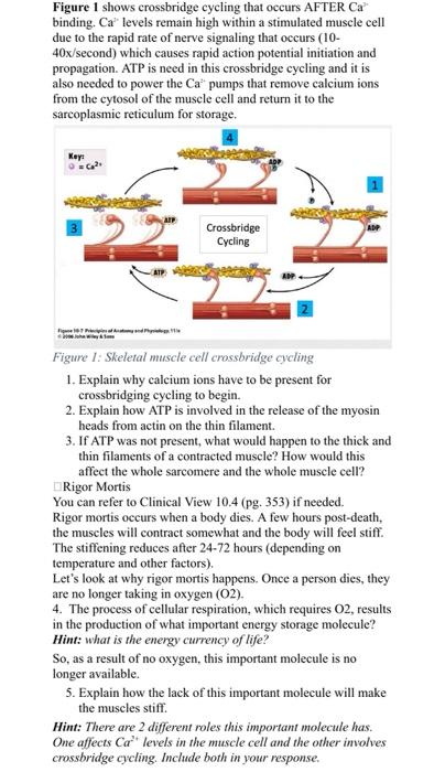 Solved Figure 1 shows crossbridge cycling that occurs AFTER | Chegg.com