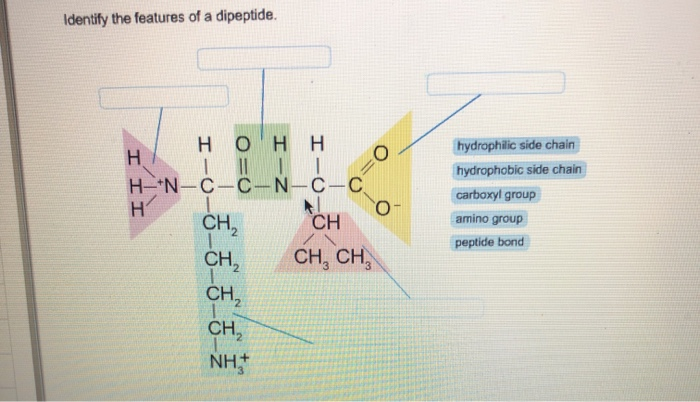 Solved Identify the features of a dipeptide. H OHH 0 H = -Z | Chegg.com