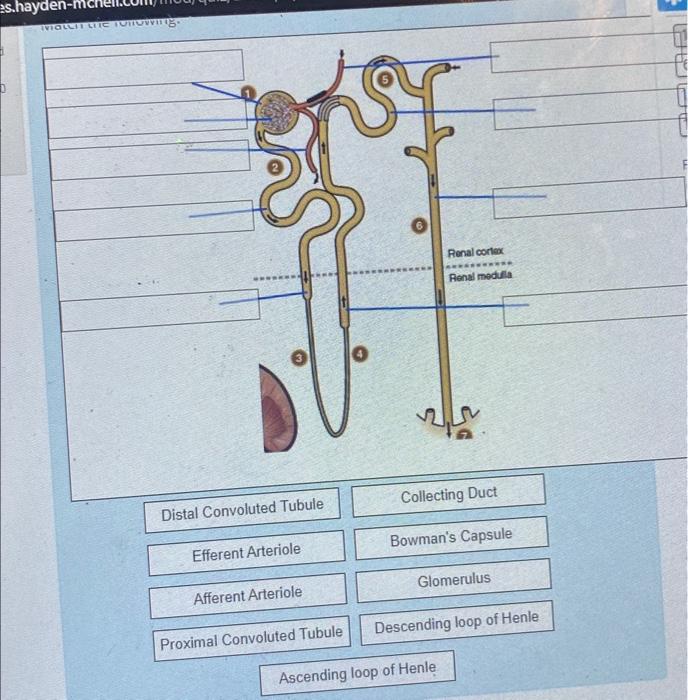 Solved Distal Convoluted Tubule Collecting Duct Efferent | Chegg.com