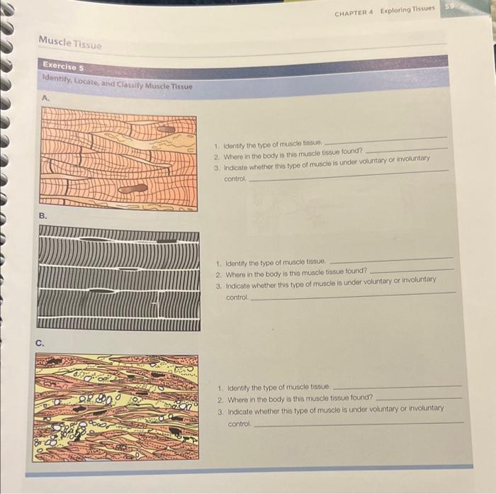 Solved Muscle Tissue Exercise 5 Identify, Locate, and | Chegg.com