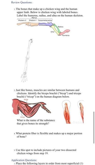 Solved Review Questions: 1. The bones that make up a chicken | Chegg.com