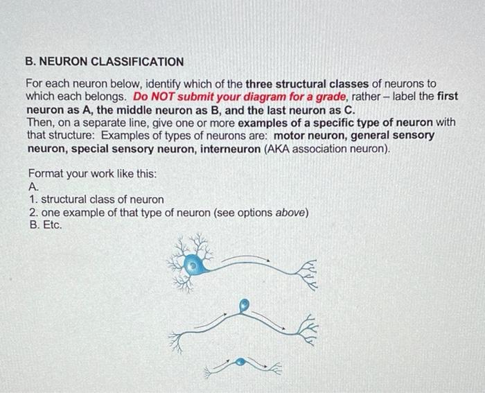 Solved B. NEURON CLASSIFICATION For each neuron below, | Chegg.com