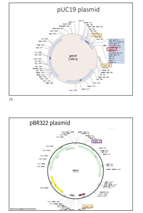 Please see the pUC19 plasmid provided in the lab | Chegg.com