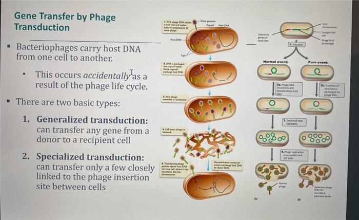 Solved Choose two types of lateral gene transfer to compare | Chegg.com