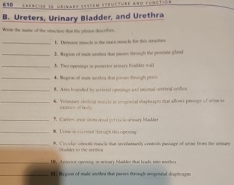 610 ﻿EXERCISE 36 ﻿URINARY SYSTEM STRUCTUREE AND | Chegg.com