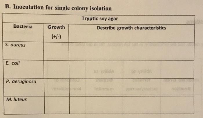 Solved Results A: Staphylococcus aureus on MSA Micrococcus | Chegg.com