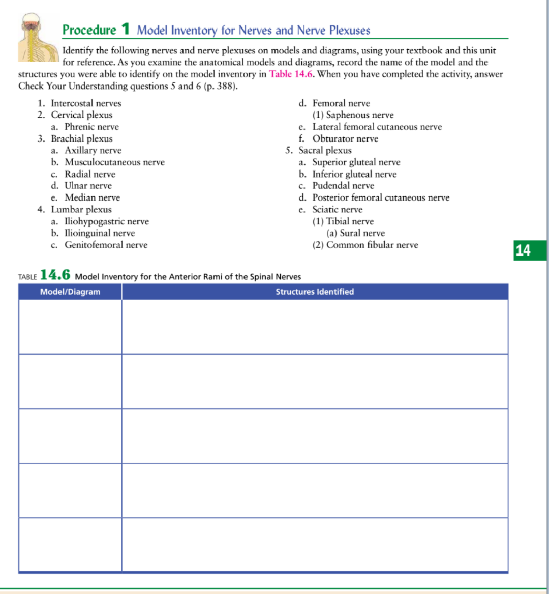 Procedure 1 Model Inventory for Nerves and Nerve | Chegg.com