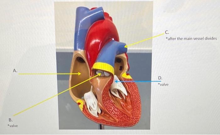 Solved Heart Anatomy B. .C. A. D. exam, you are ring all | Chegg.com