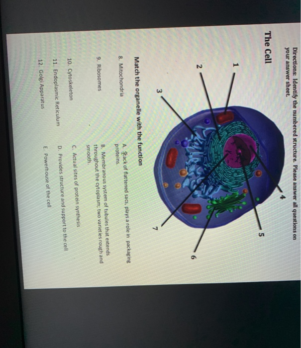 Solved Directions: Identify the numbered structure. Please | Chegg.com