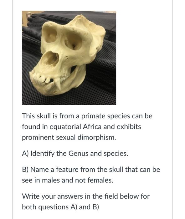 Solved This skull is from a primate species can be found in | Chegg.com