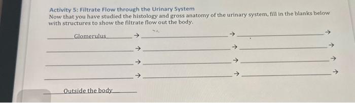 Solved Activity 5: Filtrate Flow through the Urinary System | Chegg.com