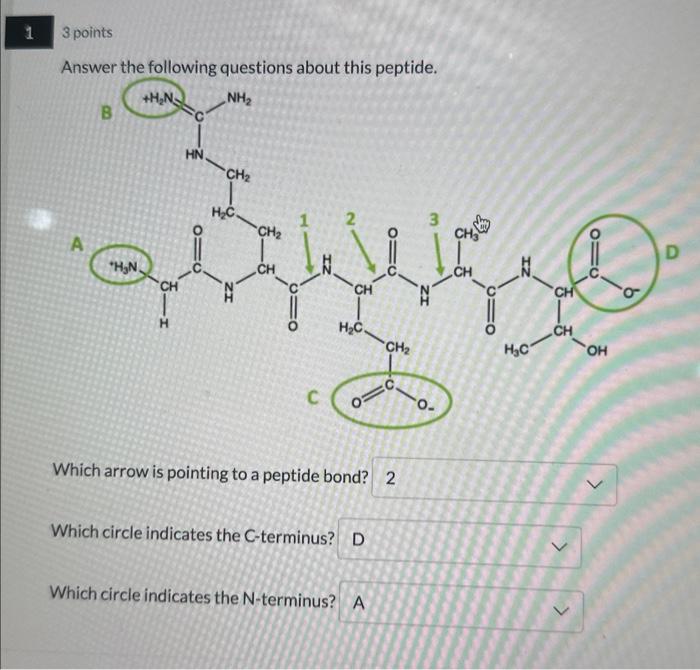 Solved Answer the following questions about this peptide. | Chegg.com