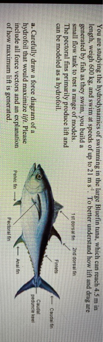 You are studying the hydrodynamics of swimming in the | Chegg.com