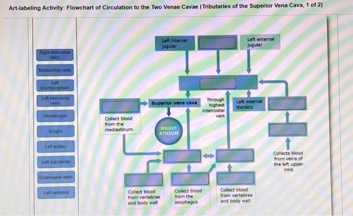 Solved Art-labeling Activity: Flowchart of Circulation to | Chegg.com