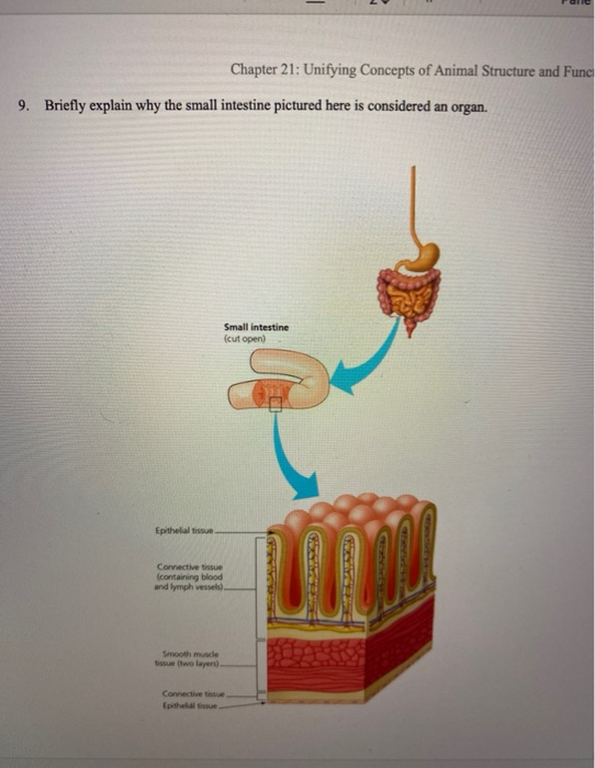 Solved Chapter 21: Unifying Concepts of Animal Structure and | Chegg.com