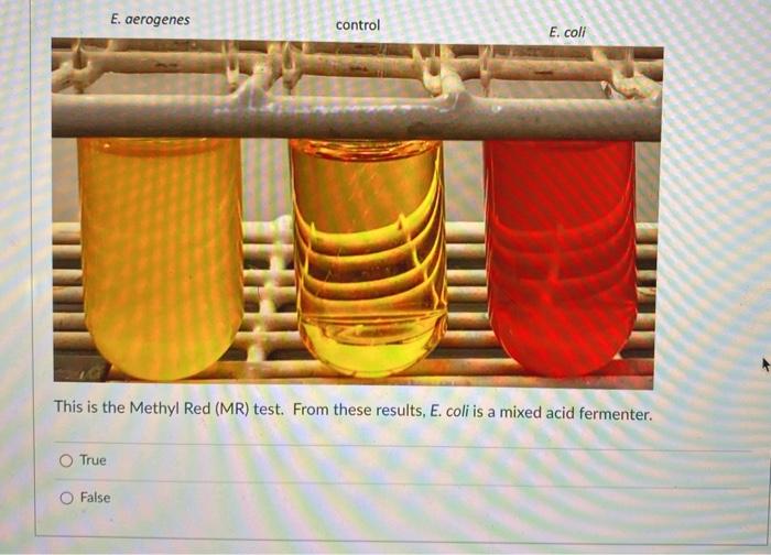 Solved E. aerogenes control E. coli This is the Methyl Red | Chegg.com