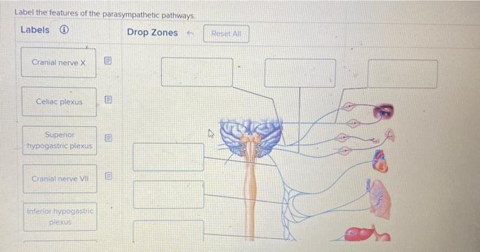 Solved Label the features of the parasympathetic pathways. | Chegg.com