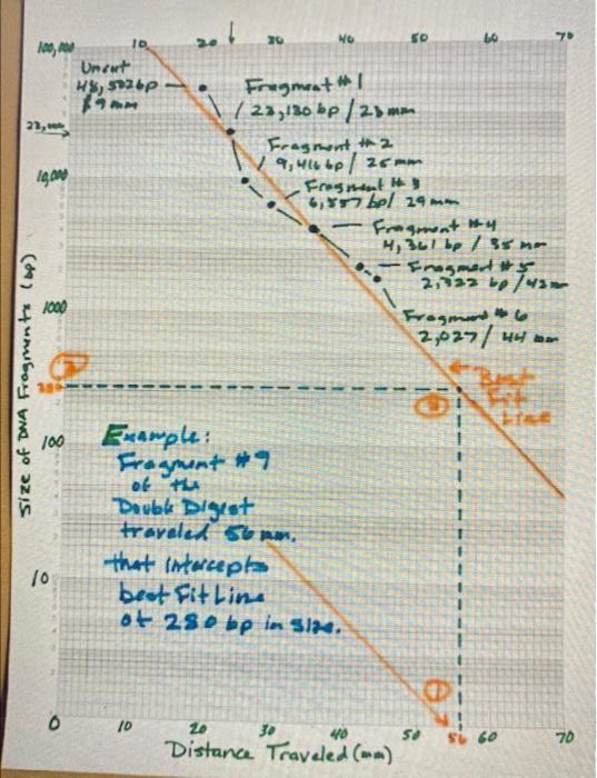 Step 2 - Graph the fragment sizes and distance | Chegg.com
