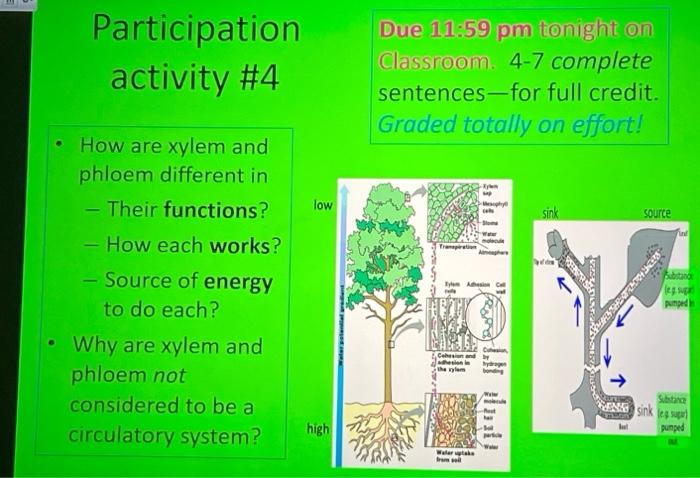Solved Participation activity #4 Due 11:59 pm tonight on | Chegg.com