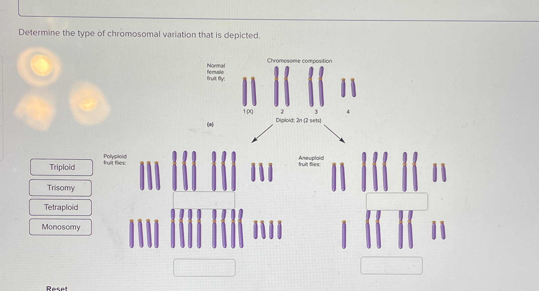 Solved Determine the type of chromosomal variation that is | Chegg.com