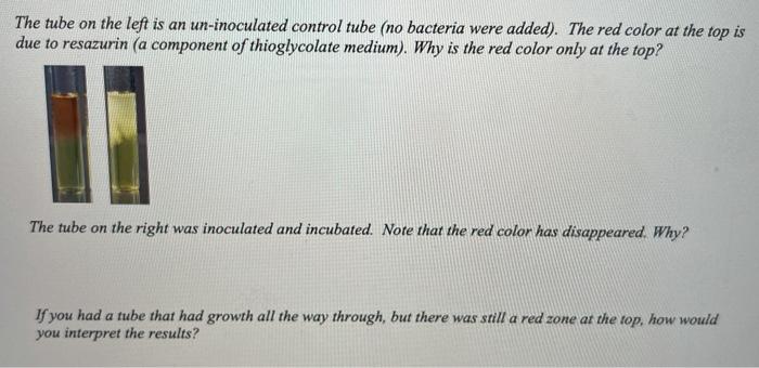 Solved The tube on the left is an un-inoculated control tube | Chegg.com