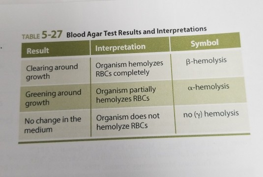 Solved 5 21: Blood Observations and interpretations 1. | Chegg.com