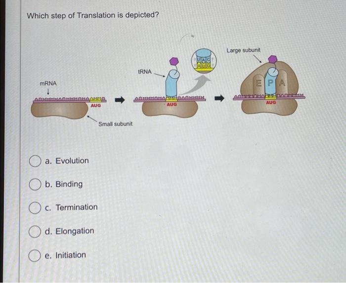 Solved Which step of Translation is depicted? Large subunit | Chegg.com