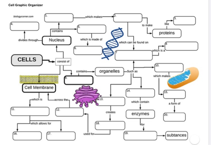 Solved Cell Graphic Organizer biologycomer.com _which makes | Chegg.com