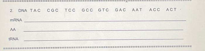 Solved 2. DNA TAC CGC TCC GCC GTC GAC AAT ACC ACT mRNA AA | Chegg.com