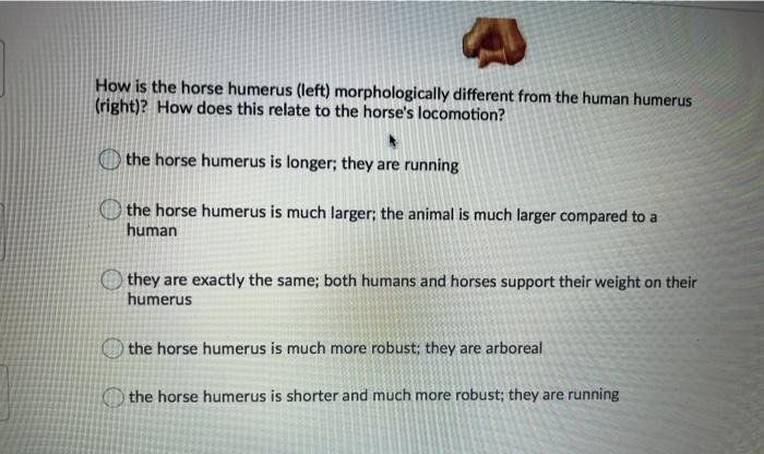 Solved How is the mole humerus (left) morphologically | Chegg.com