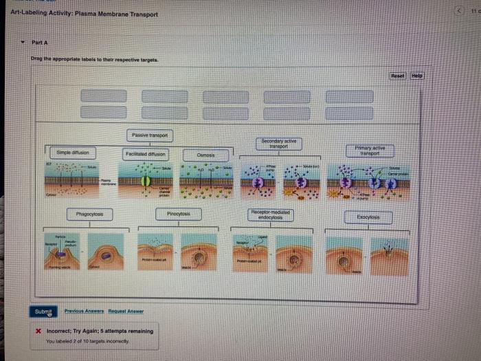 session.masterin (Lab 03: The Cell Post-Lab | Chegg.com