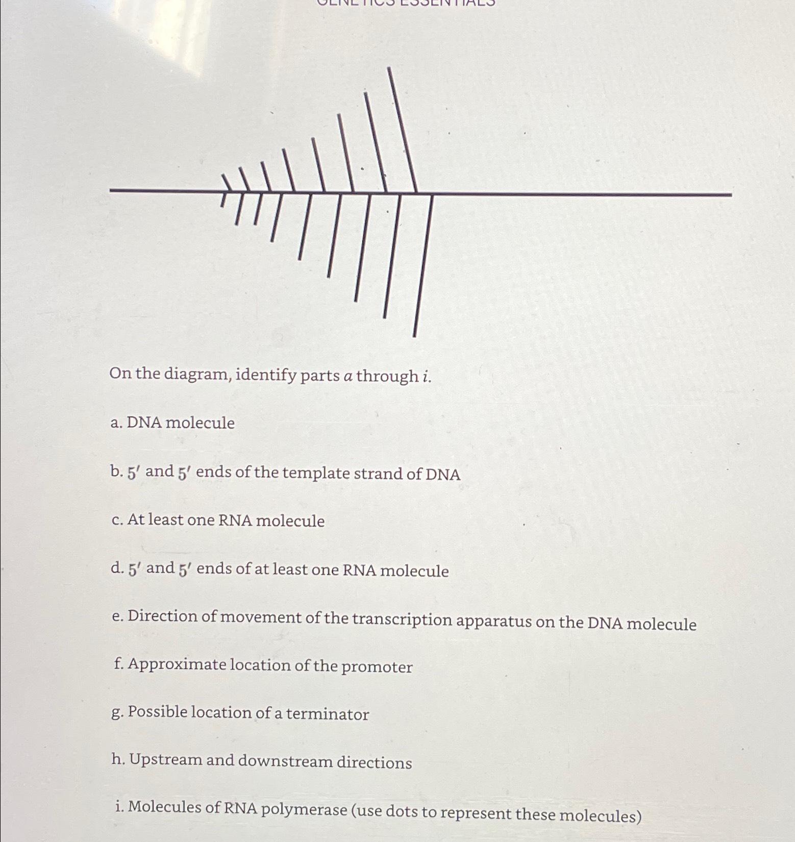 On the diagram, identify parts a through i.a. ﻿DNA | Chegg.com