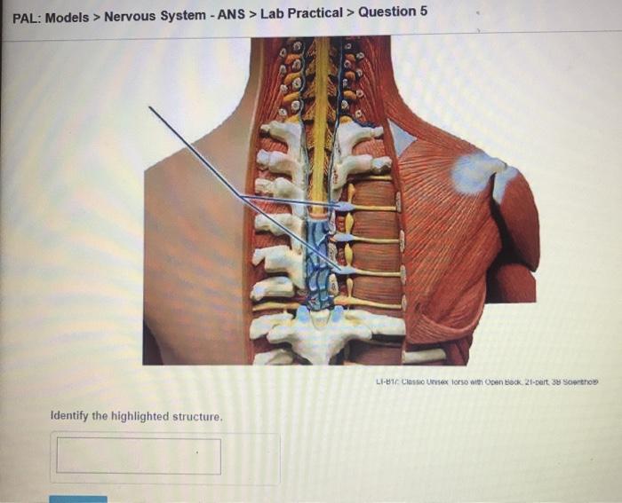 Solved PAL: Models > Nervous System - ANS > Lab Practical > | Chegg.com