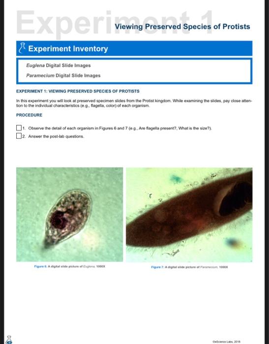 Solved Viewing Preserved Species of Protists Experiment | Chegg.com