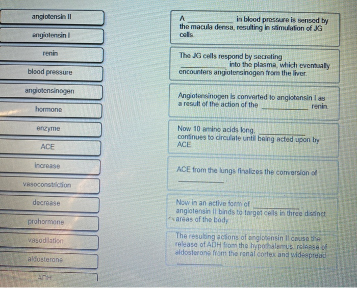 Solved angiotensin II in blood pressure is sensed by the | Chegg.com