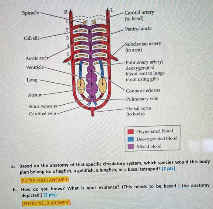 Solved Oxygenated blood Deoxygenated blood Mixed blood a. | Chegg.com