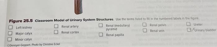 Solved Figure 25.5 Classroom Model of Urinary System | Chegg.com