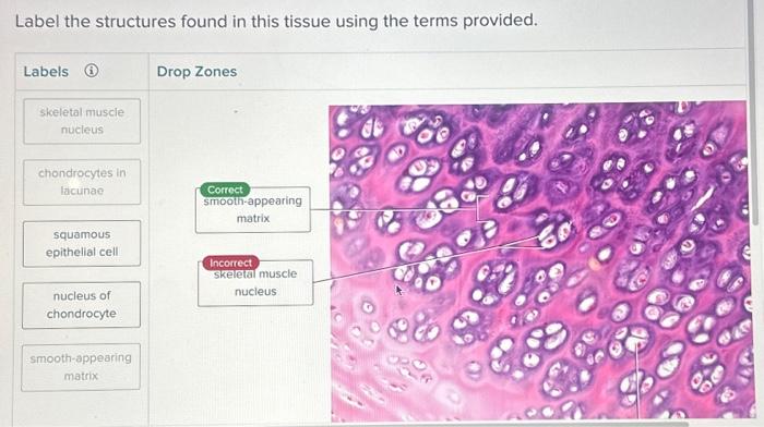 Solved the question states to label the structures found in | Chegg.com