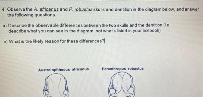 Solved 4. Observe the A. africanus and P. robustus skulls | Chegg.com