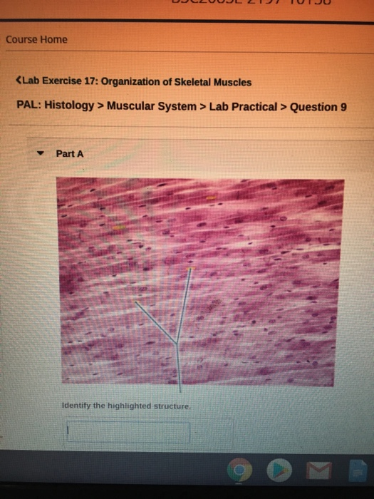 Solved Course Home Muscular System > Lab Practical > | Chegg.com